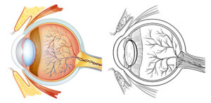 Optic Nerve Atrophy Treatment in Canada